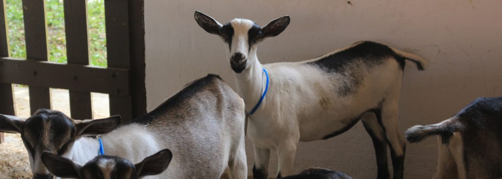 ABCC – Associação Brasileira dos Criadores de Caprinos
